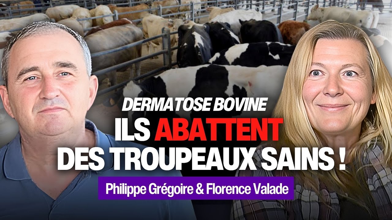 Abattages et vaccination : le cri d’alarme des agriculteurs | Florence ...